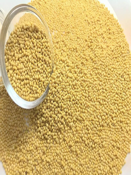 Yellow Mustard Seed | Whole Pilli Sarso | Best Quality – Farmonics